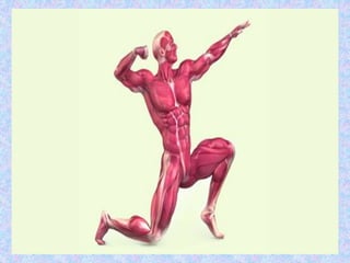 Muscular system ppt | PPTX