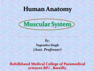 Muscular system ppt | PPT