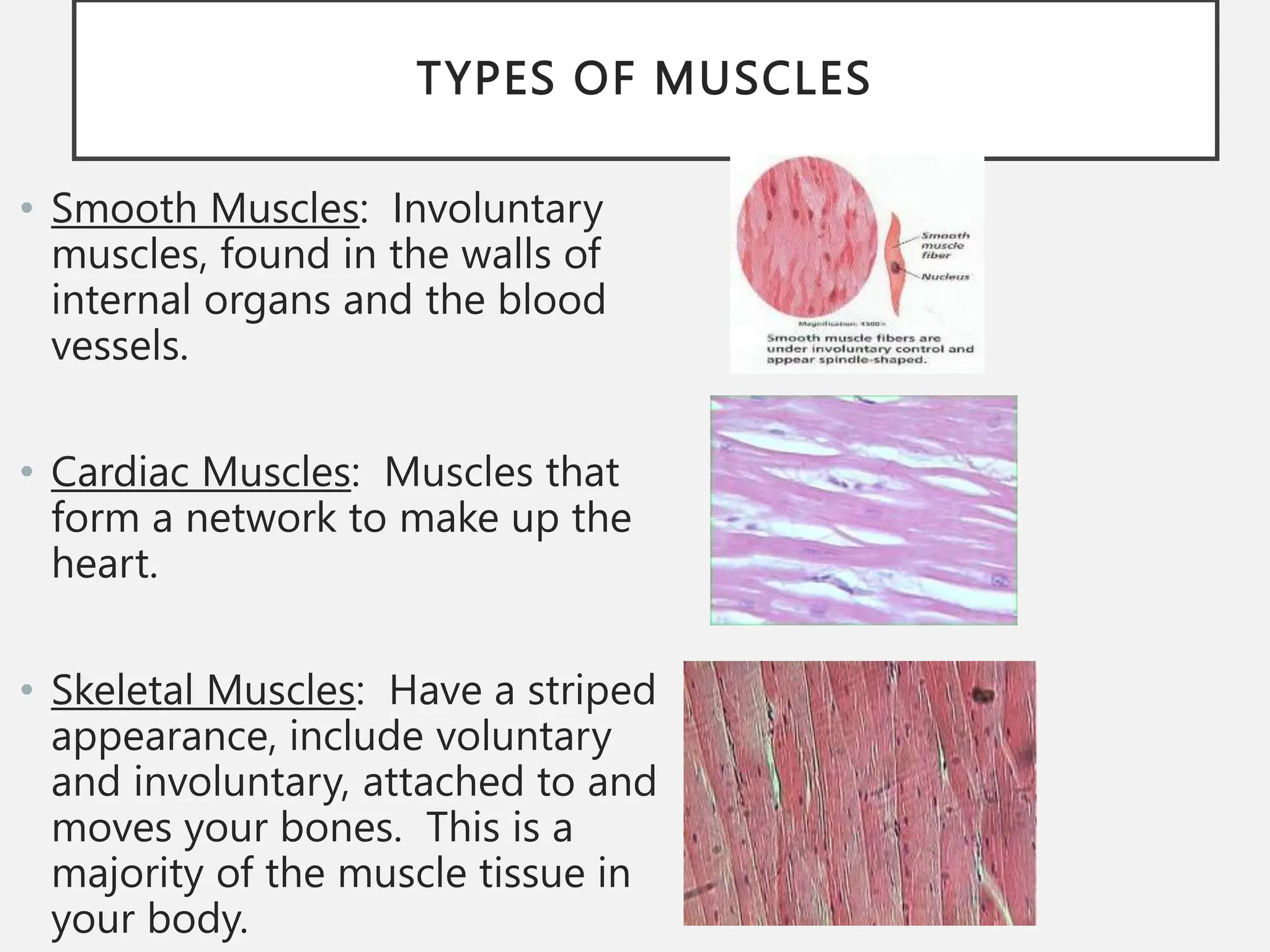 Muscular System Power point for fifth Graders | PPTX