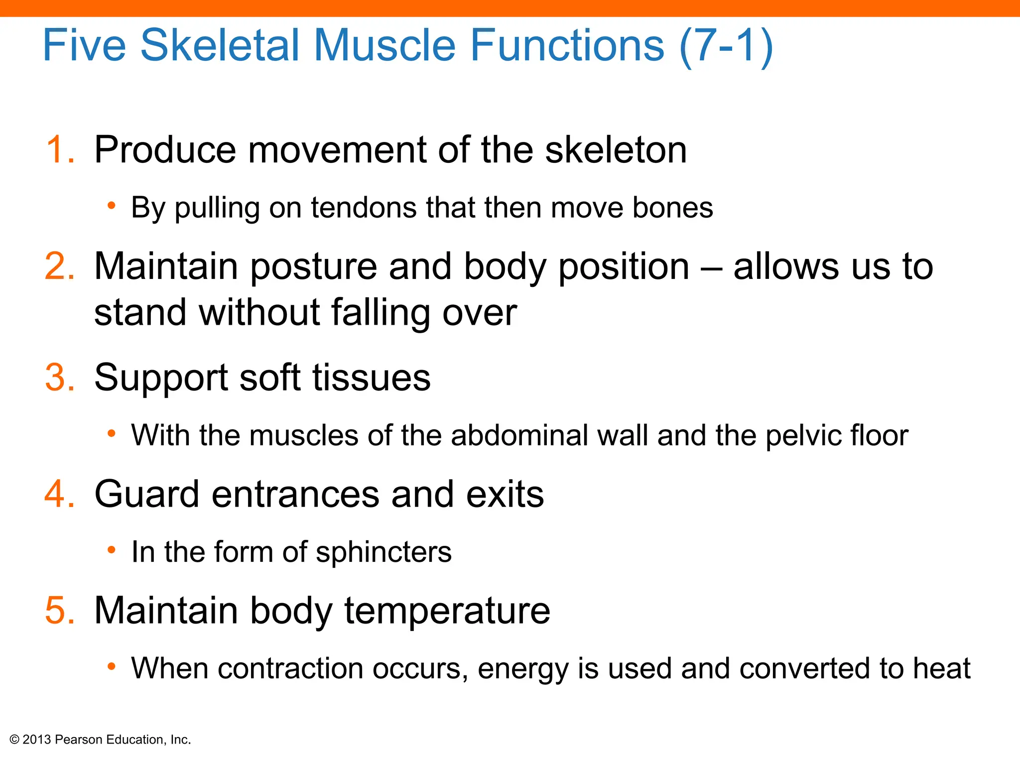 muscular_system_ppt.ppt muscular_system muscular_system | PPT