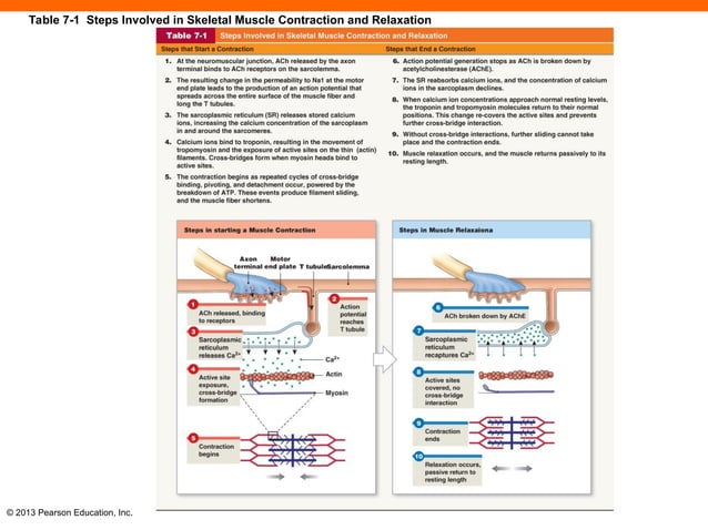muscular_system_ppt.ppt muscular_system muscular_system | PPT