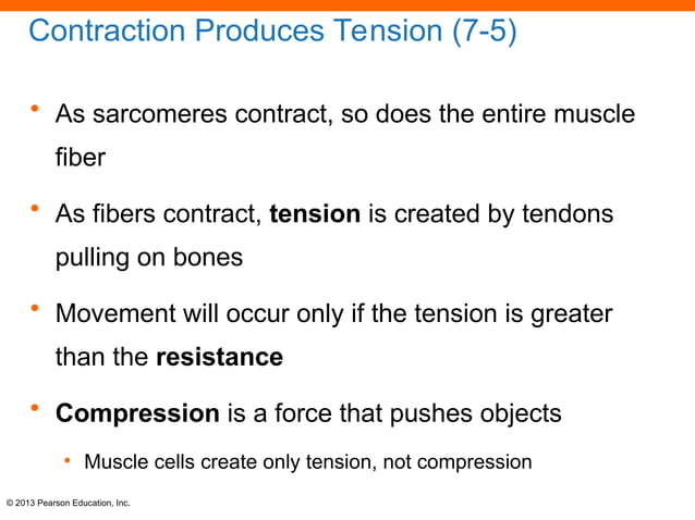 muscular_system_ppt.ppt muscular_system muscular_system | PPT