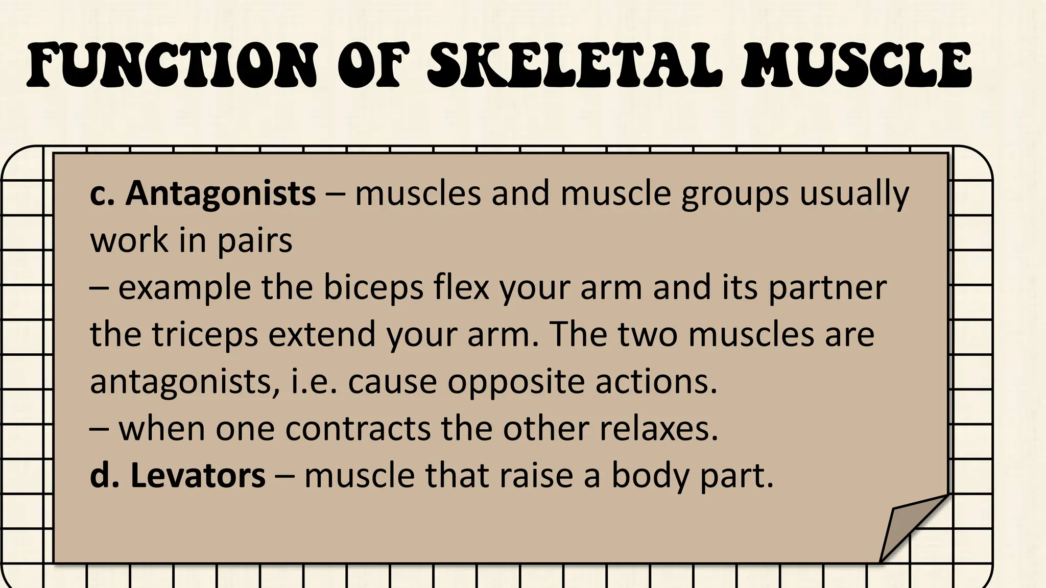 muscular system report anaphy nn.pptx