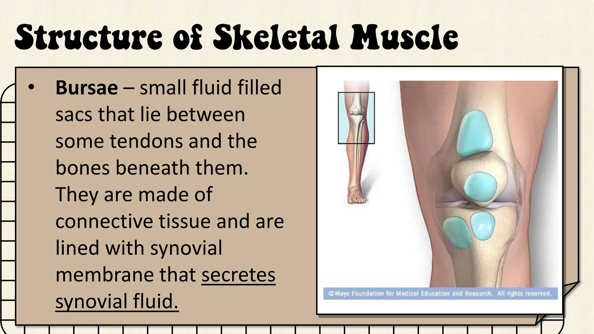 muscular system report anaphy nn.pptx