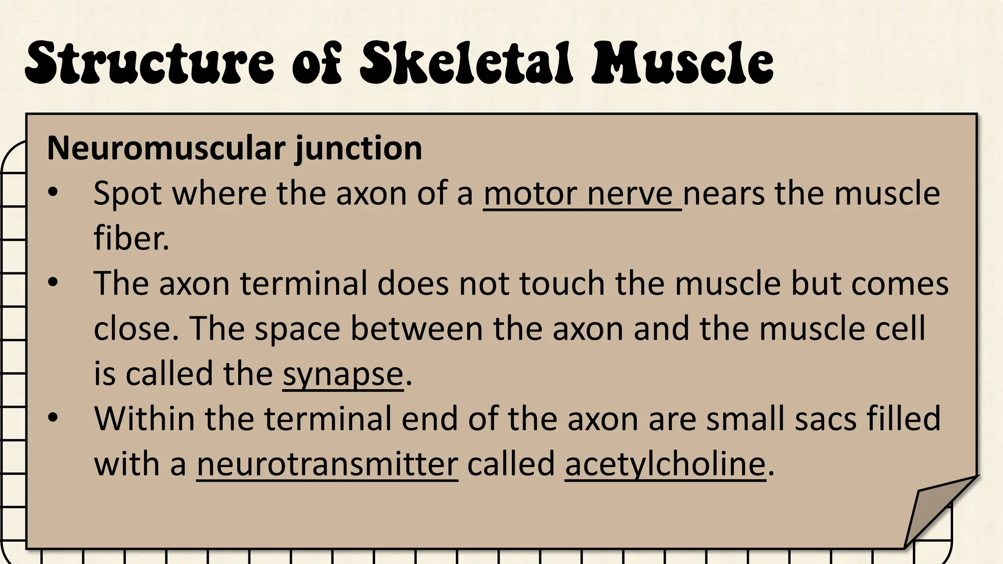 muscular system report anaphy nn.pptx