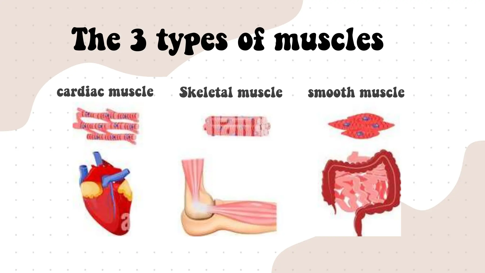 muscular system report anaphy nn.pptx