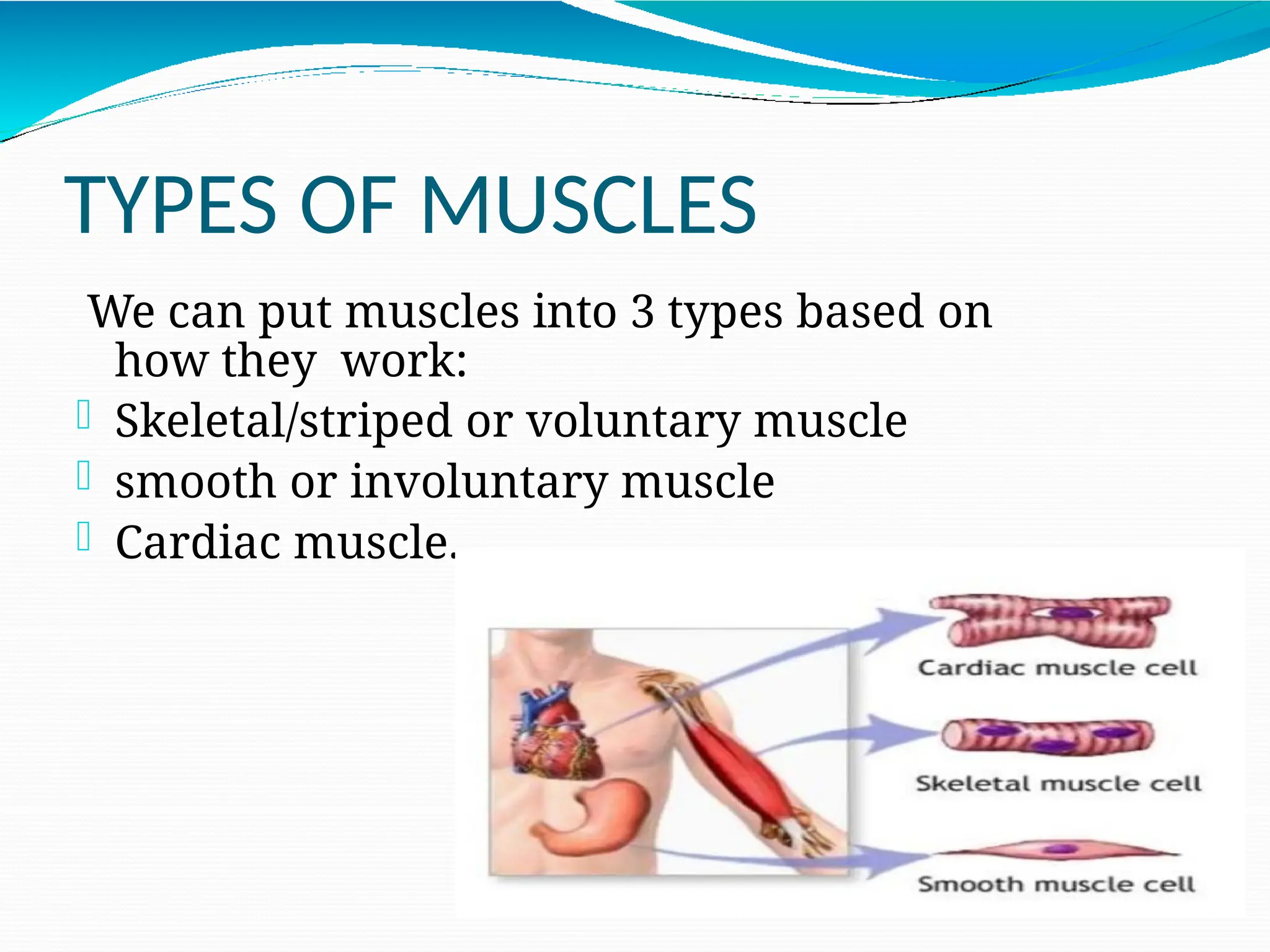 MUSCULAR SYSTEM and functions Rubal Sagar.pptx