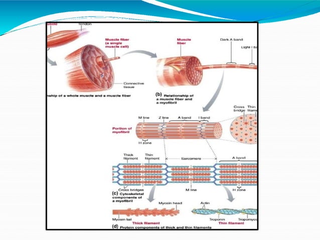 MUSCULAR SYSTEM and functions Rubal Sagar.pptx