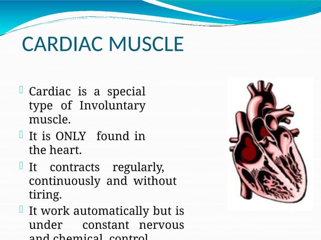 MUSCULAR SYSTEM and functions Rubal Sagar.pptx
