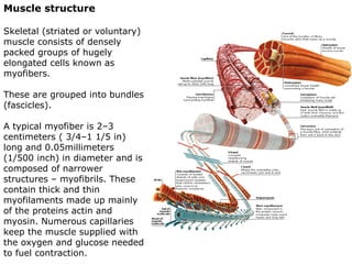 Muscular | PDF