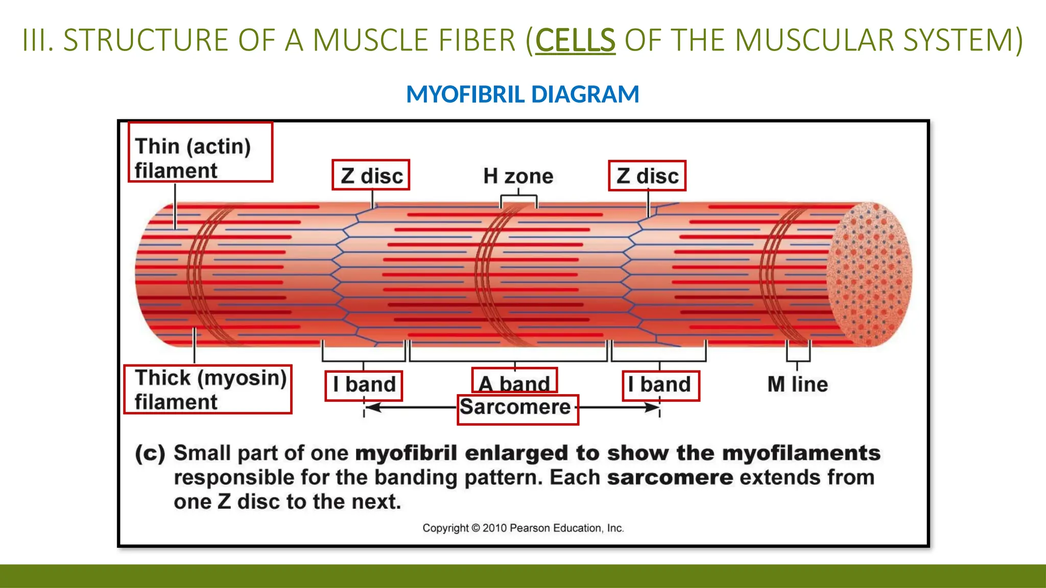 Muscular_System_Structure_and_Function.pptx | Death, Injury, or ...