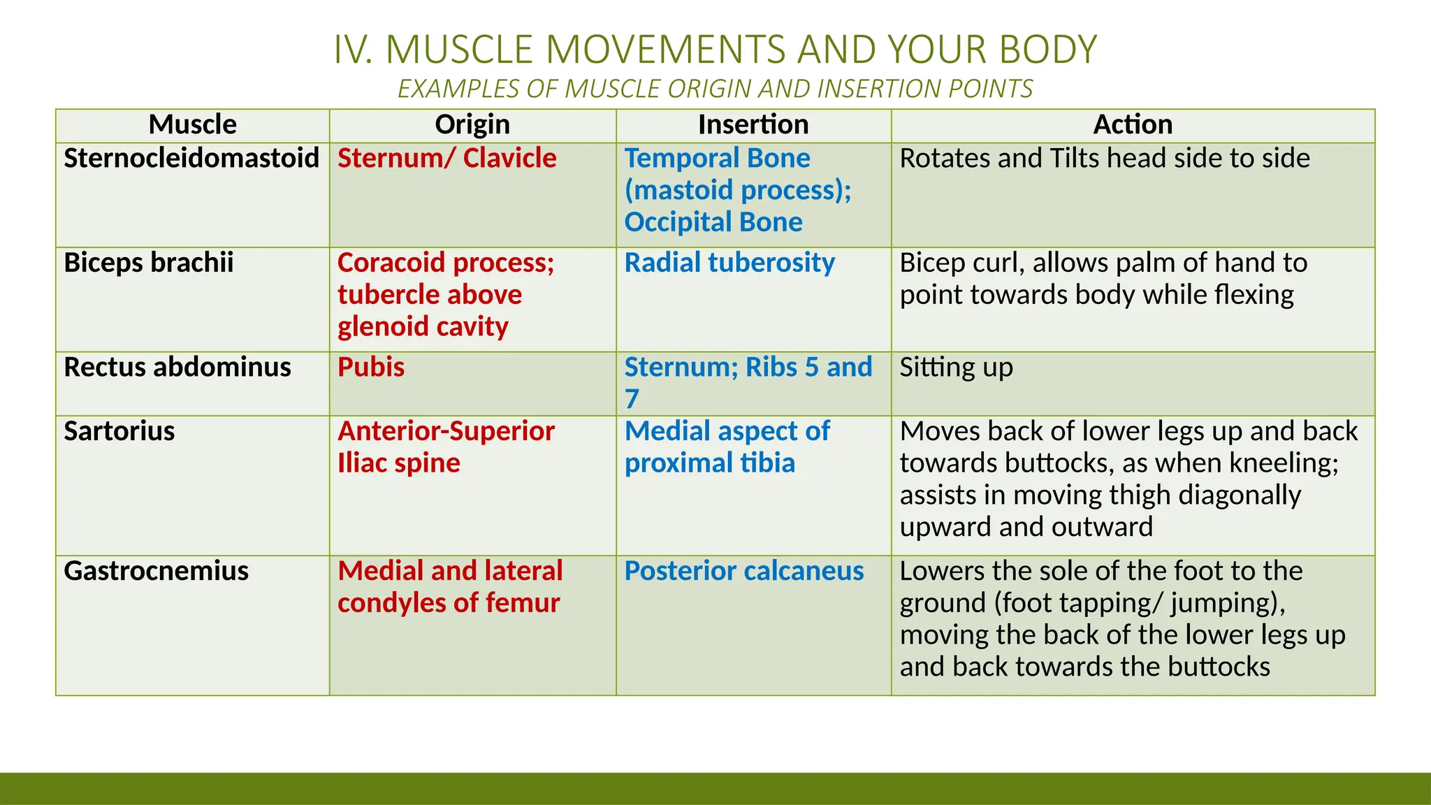 Muscular_System_Structure_and_Function.pptx