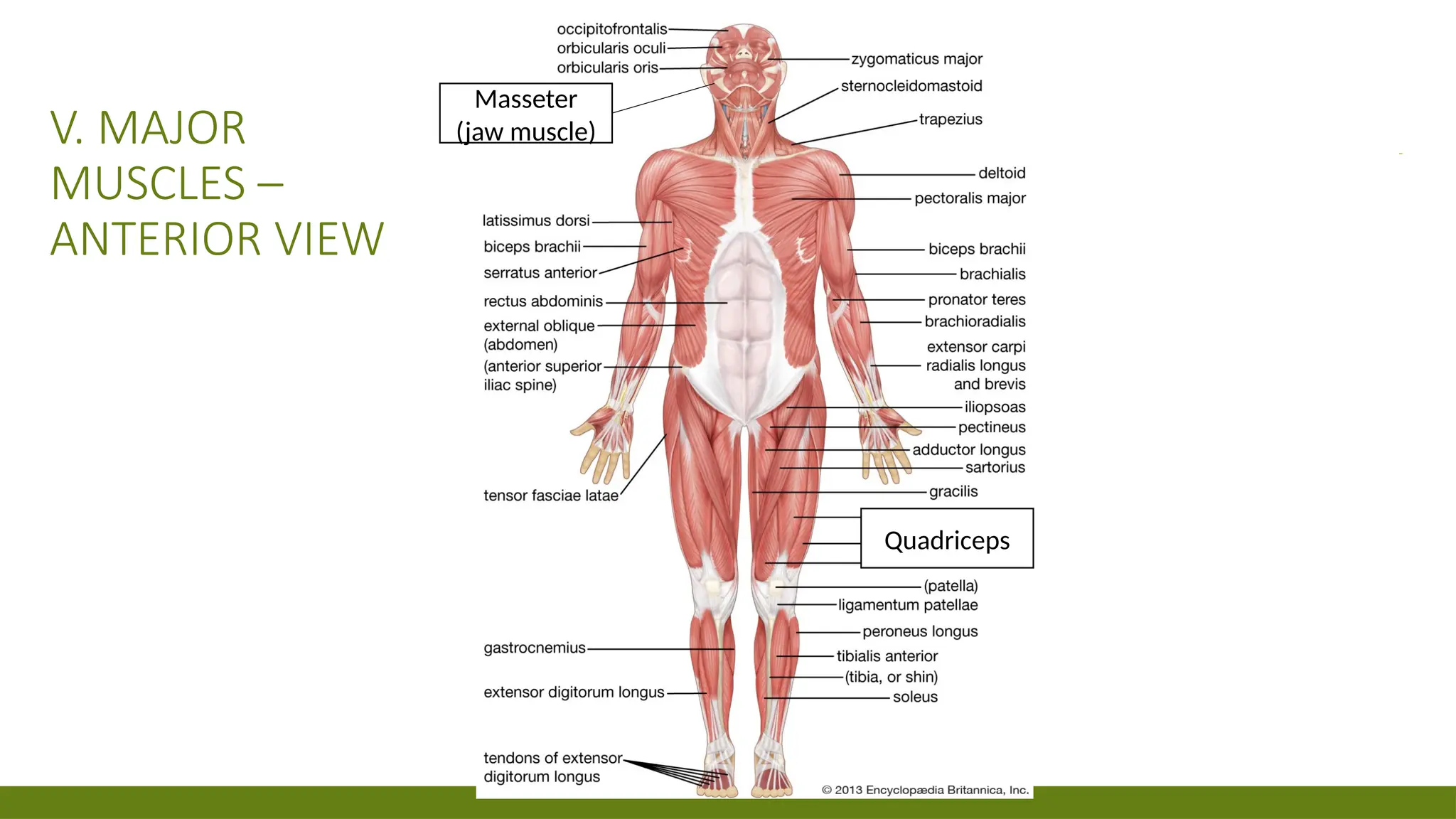 Muscular_System_Structure_and_Function.pptx | Death, Injury, or Military Conflict | Sensitive Topics