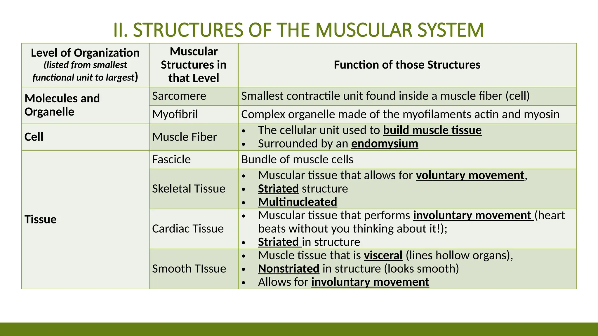 Muscular_System_Structure_and_Function.pptx