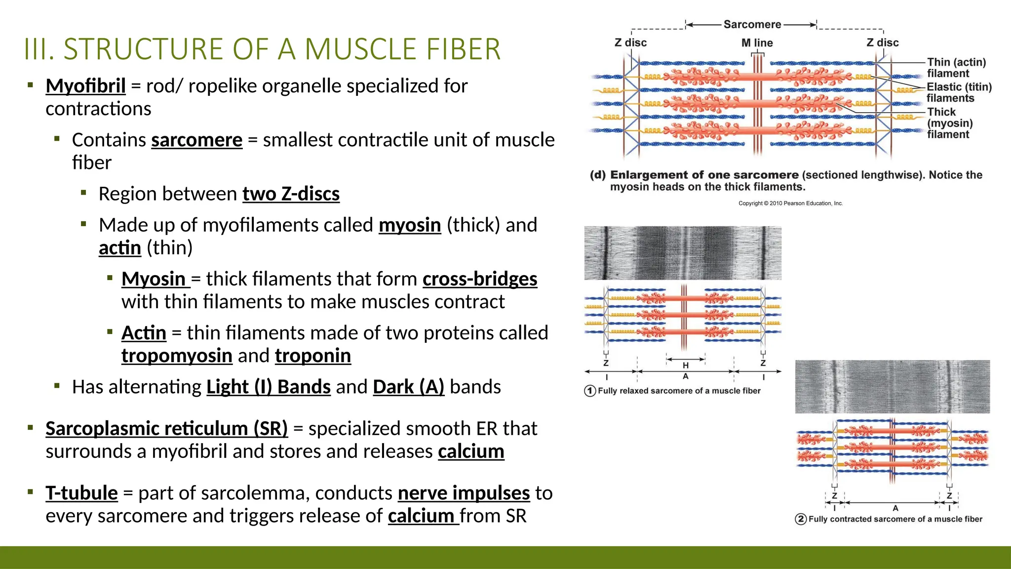 Muscular_System_Structure_and_Function.pptx