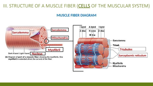 Muscular_System_Structure_and_Function.pptx