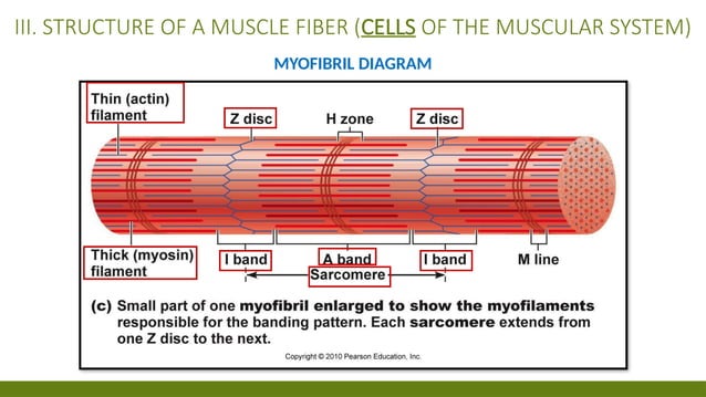 Muscular_System_Structure_and_Function.pptx