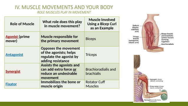 Muscular_System_Structure_and_Function.pptx
