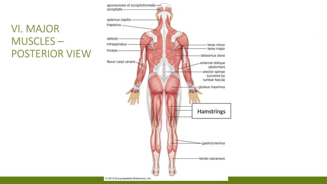Muscular_System_Structure_and_Function.pptx