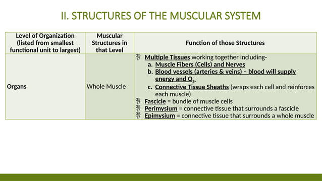Muscular_System_Structure_and_Function.pptx