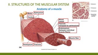 Muscular_System_Structure_and_Function.pptx | Death, Injury, or Military Conflict | Sensitive Topics