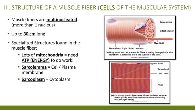 Muscular_System_Structure_and_Function.pptx