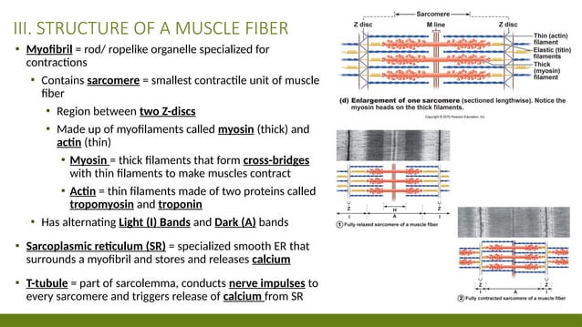 Muscular_System_Structure_and_Function.pptx