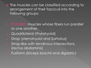 Know about Muscular tissue | PPT