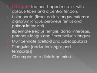 Know about Muscular tissue | PPTX