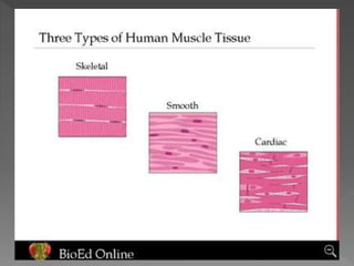 Muscle Tissue Types