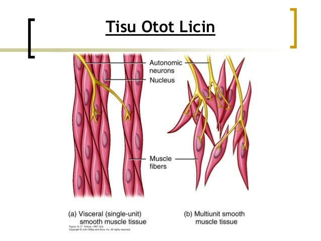 Tisu Otot