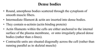 Muscular tissue.ppt