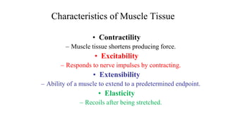 Muscular tissue.ppt