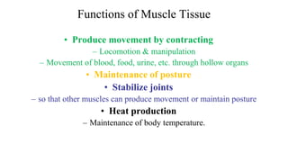Muscular tissue.ppt