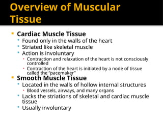 muscular tissue.- structure & Functionppt | PPTX