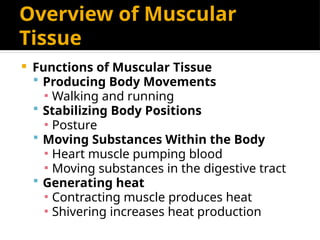 muscular tissue.- structure & Functionppt | PPTX