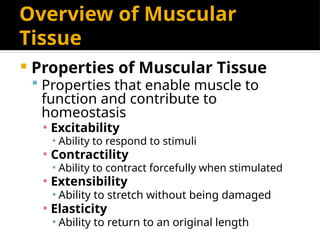 muscular tissue.- structure & Functionppt | PPTX