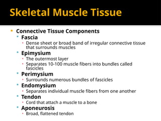 muscular tissue.- structure & Functionppt | PPTX