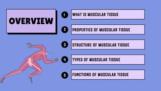 Muscular Tissue: a PPT presentation explaining the different types of ...