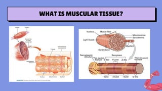 Muscular Tissue: a PPT presentation explaining the different types of ...