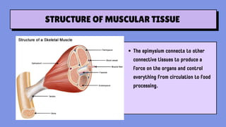 Muscular Tissue: a PPT presentation explaining the different types of ...