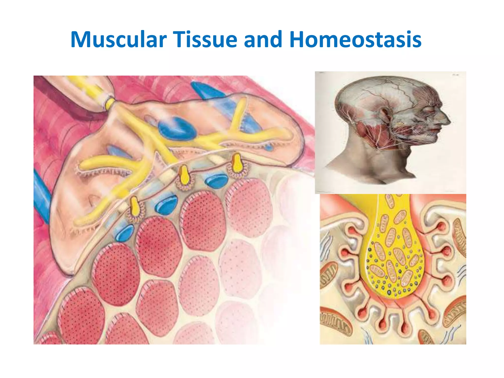Muscular tissue and homeostasis | PPT
