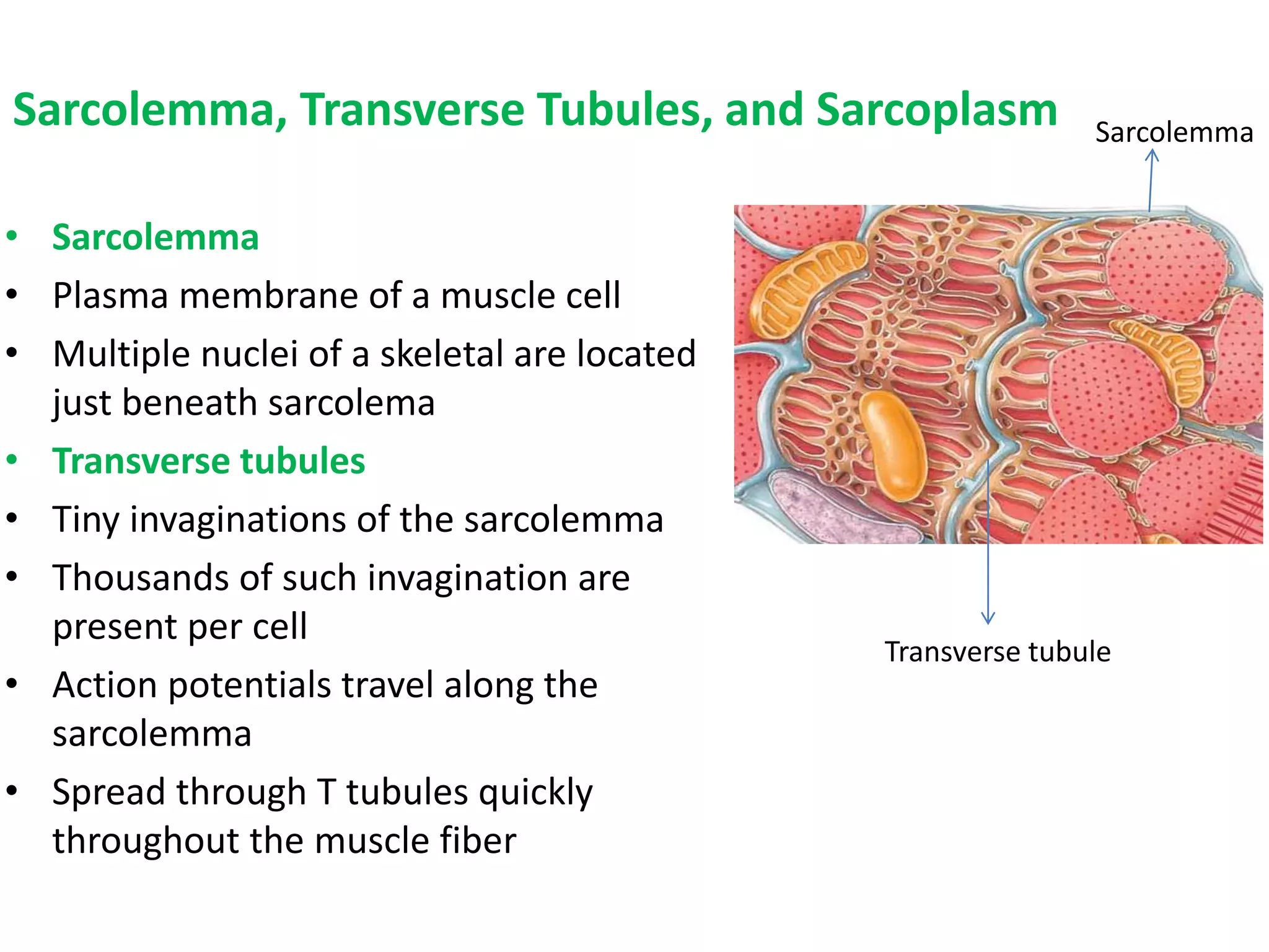 Muscular tissue and homeostasis | PPT