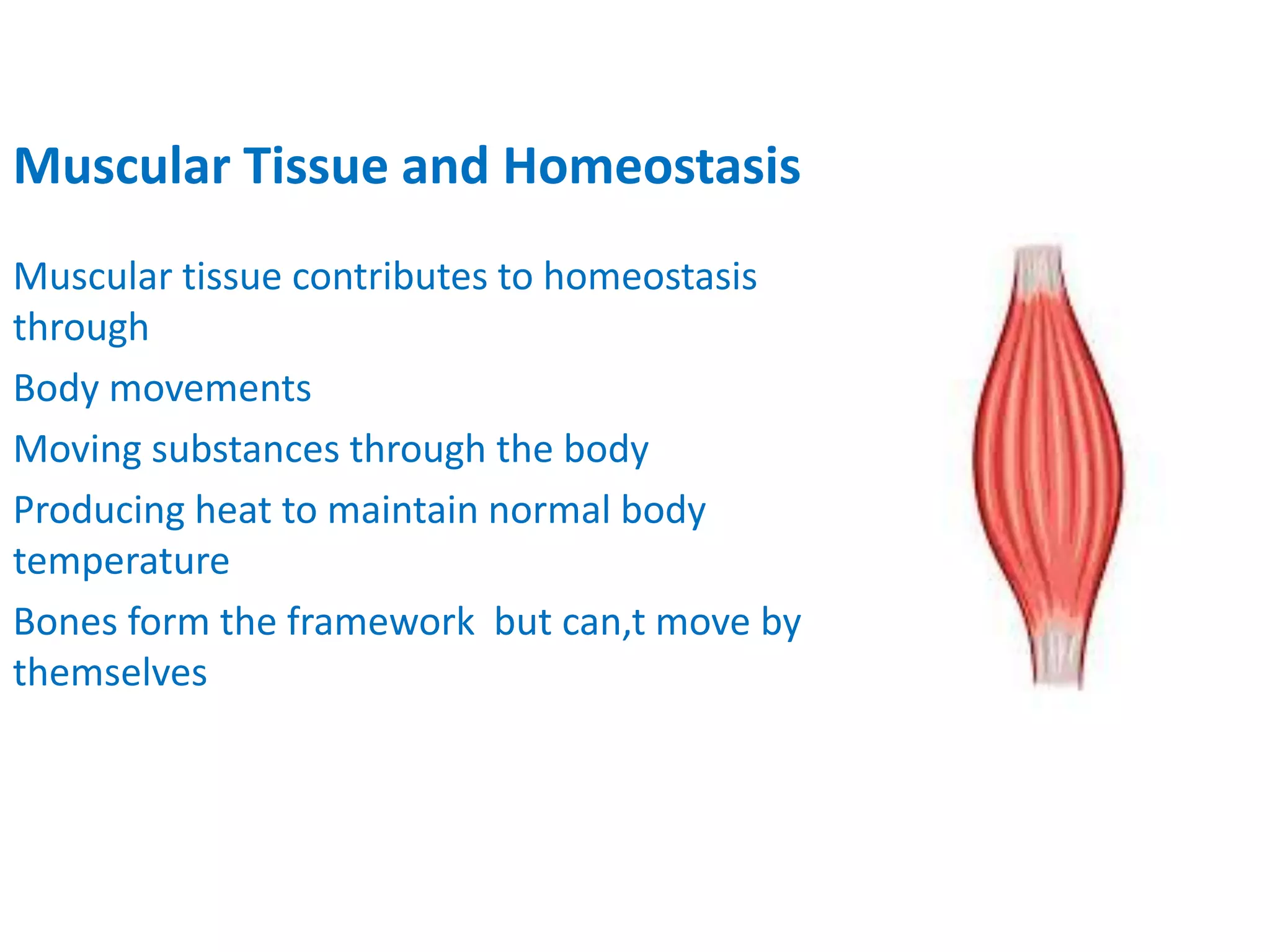 Muscular tissue and homeostasis | PPT