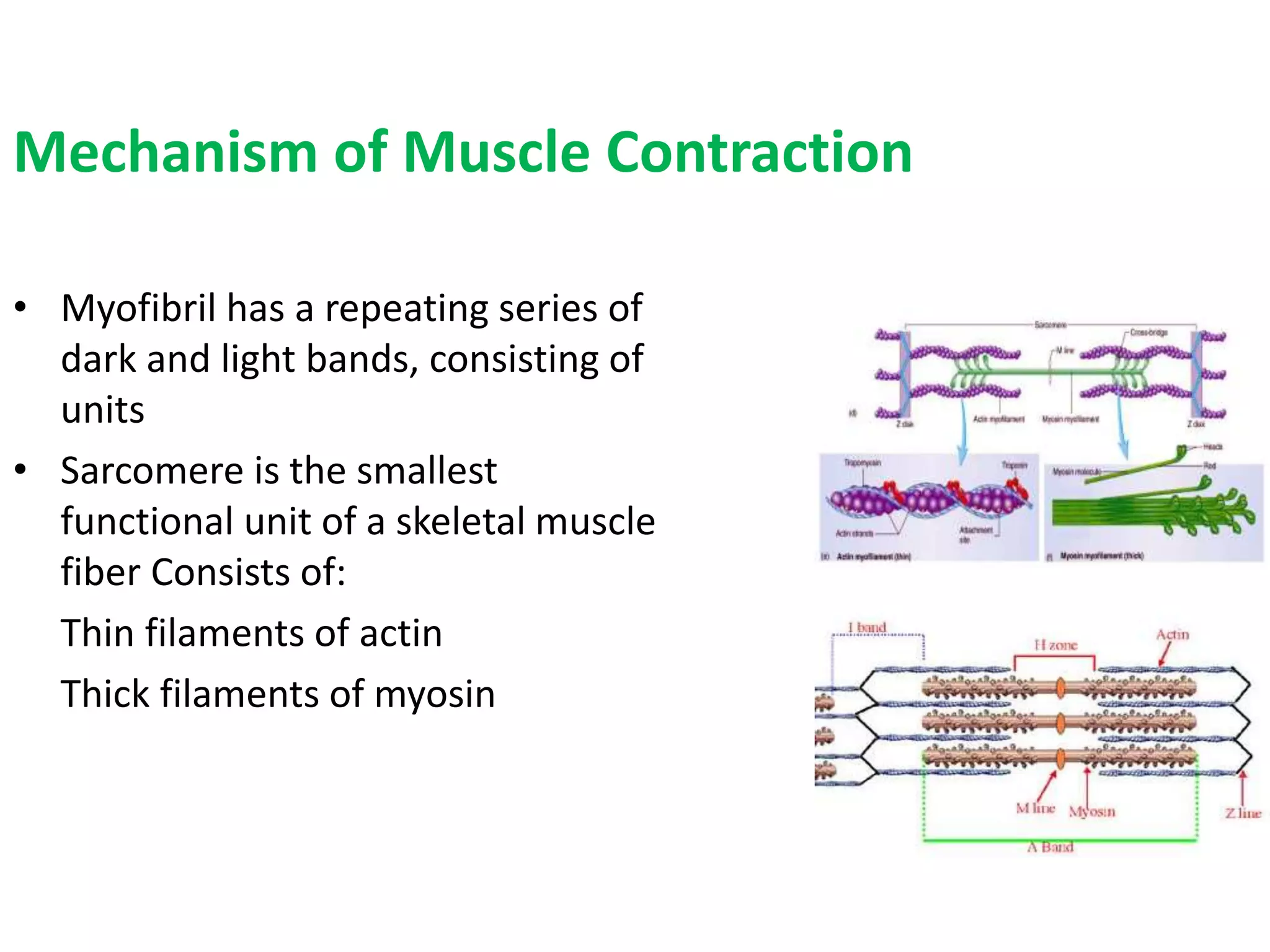 Muscular tissue and homeostasis | PPT
