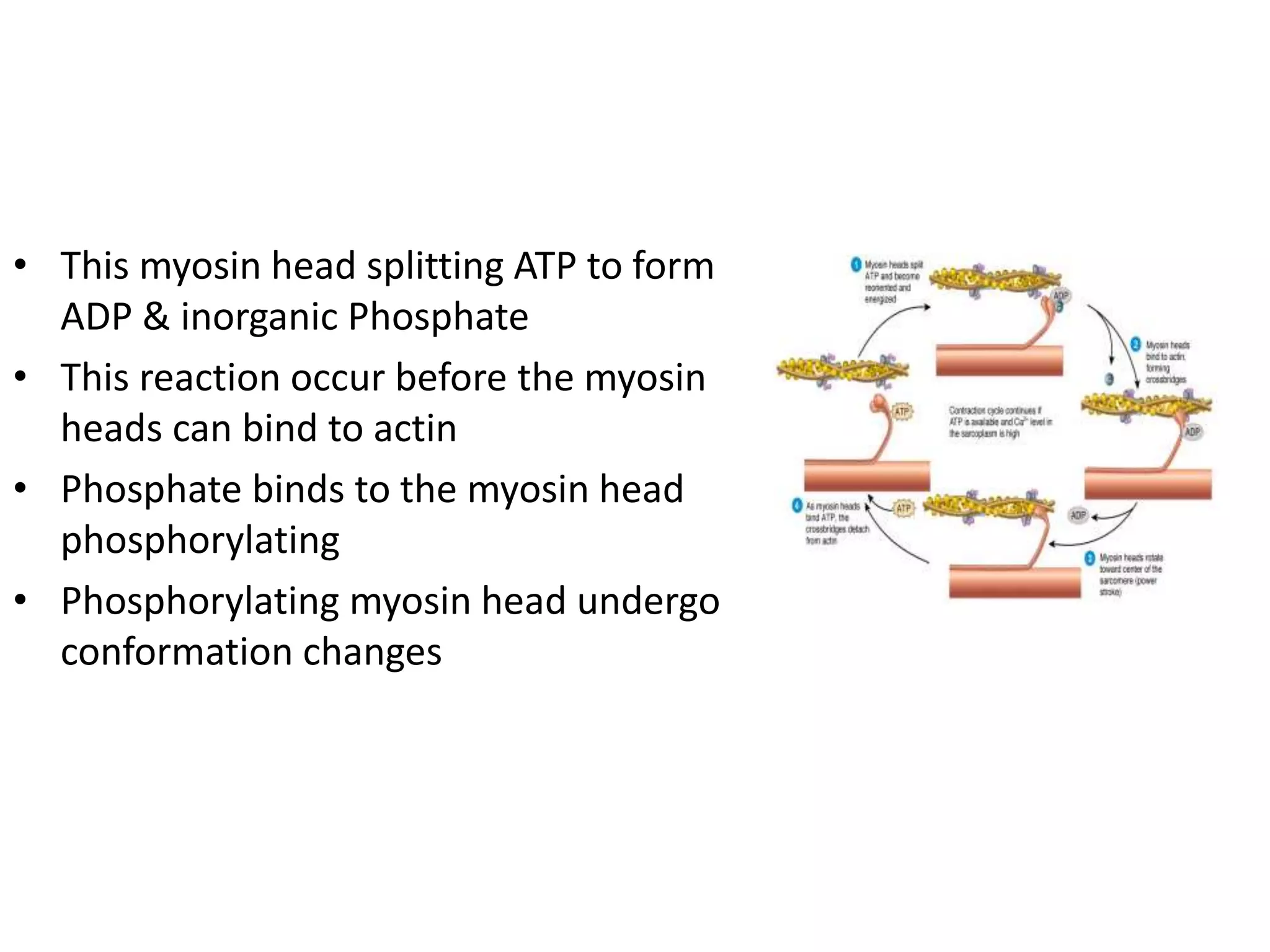 Muscular tissue and homeostasis | PPT