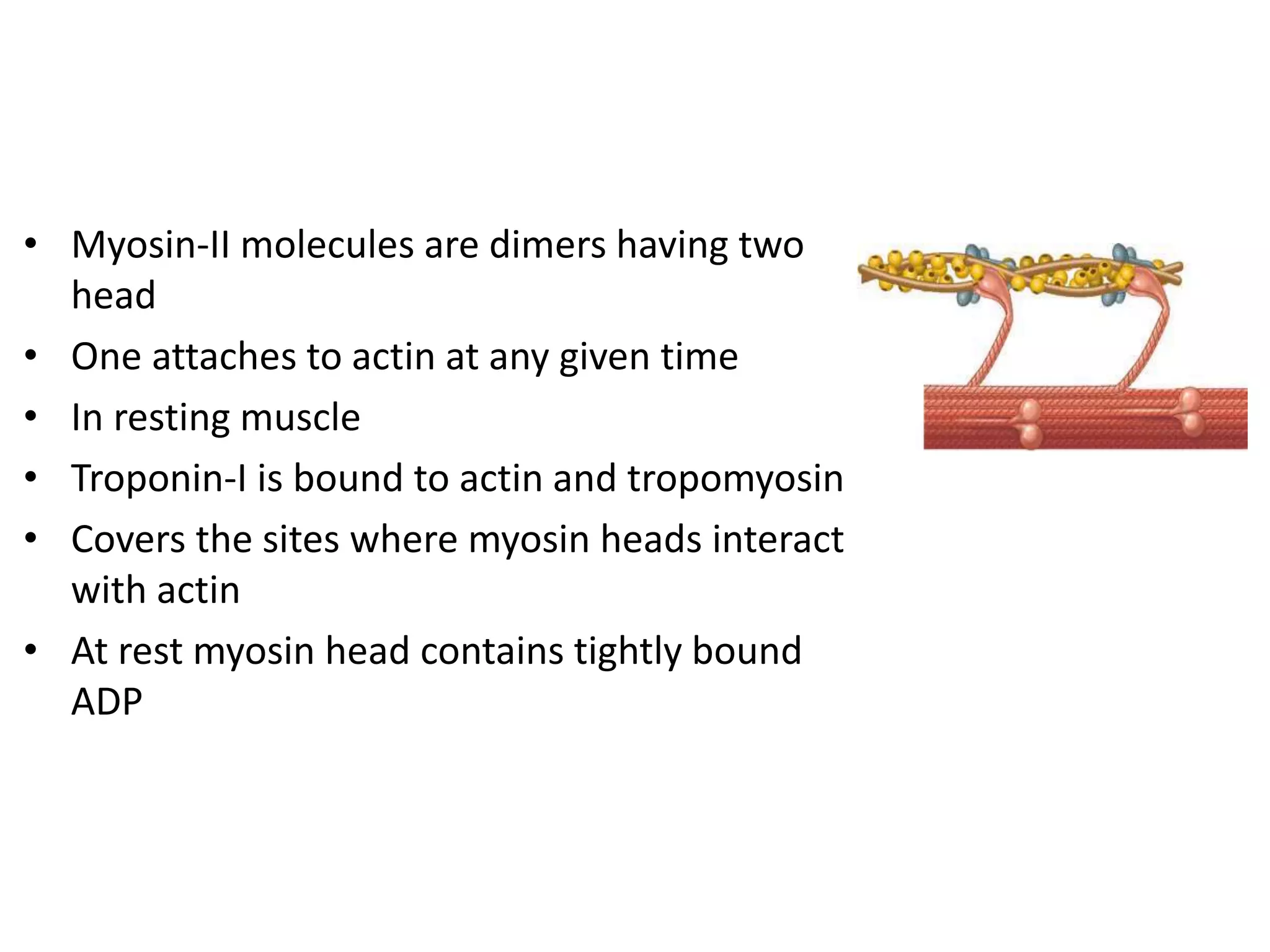 Muscular tissue and homeostasis | PPT