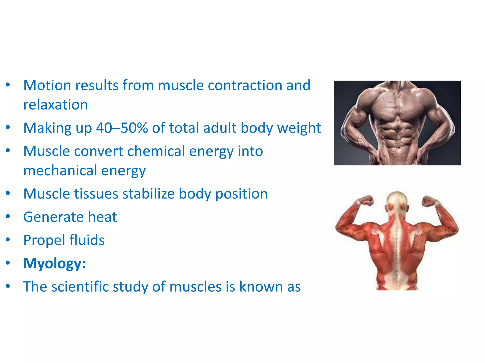 Muscular tissue and homeostasis | PPT