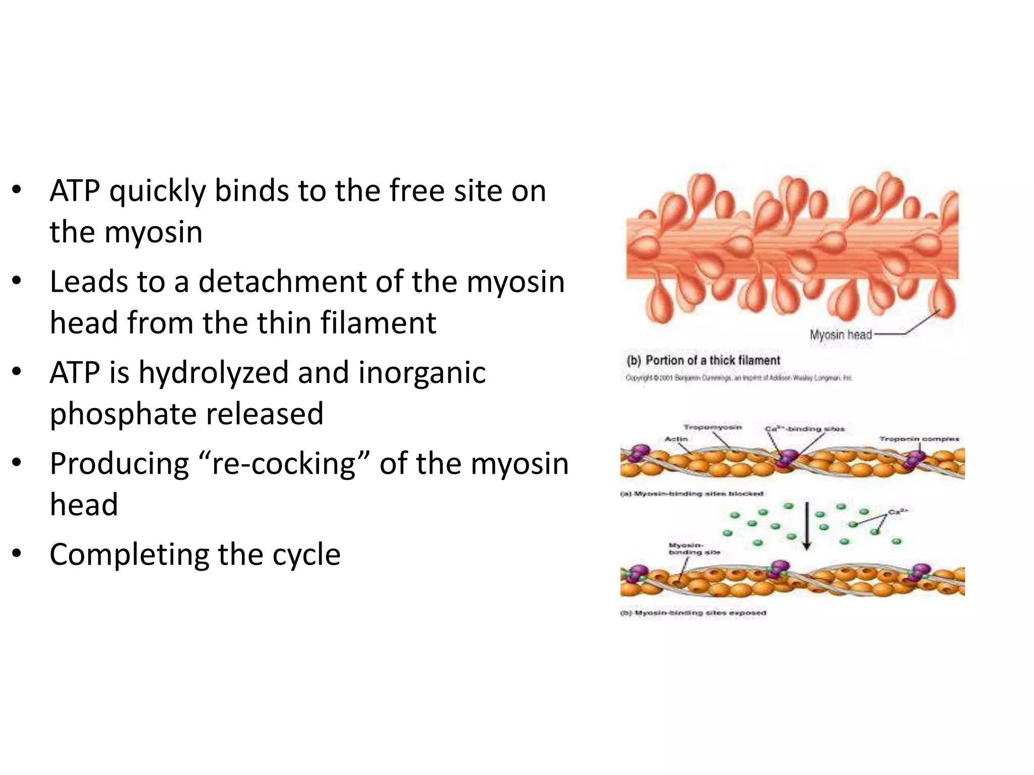 Muscular tissue and homeostasis | PPT