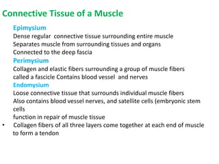 Muscular tissue and homeostasis | PPT